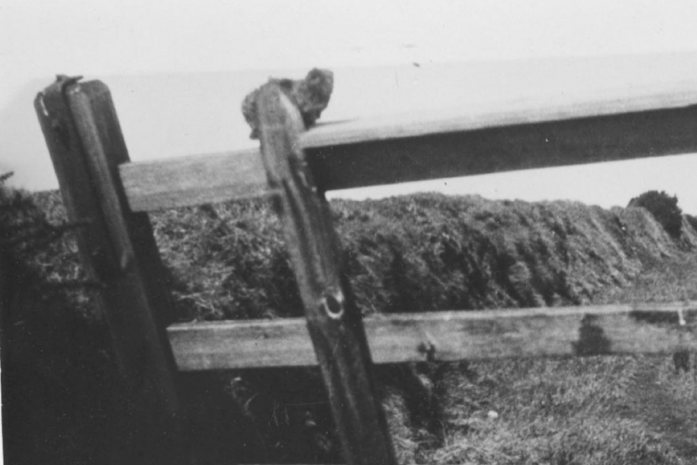 The Curious Tale Of Gef The Mongoose – The Hawthorn Files