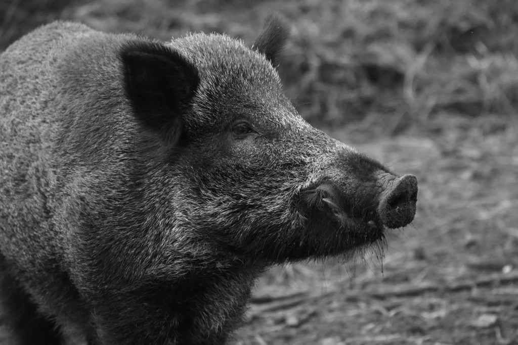 Four Weird Welsh Folk Creatures – The Hawthorn Files