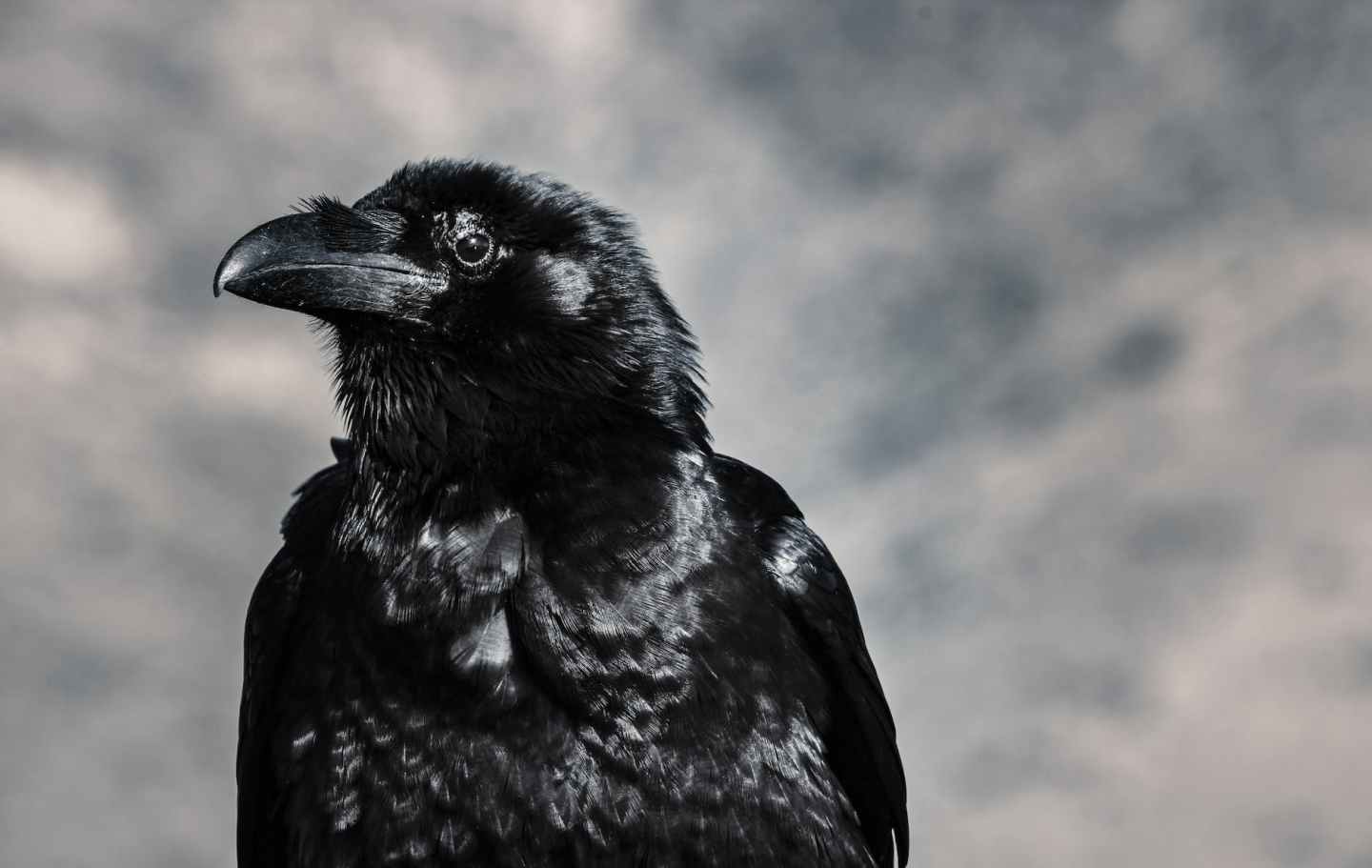 Four Weird Welsh Folk Creatures – The Hawthorn Files